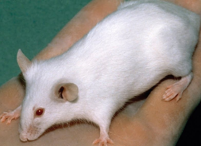 Humanized Mouse Models - Altogen Labs